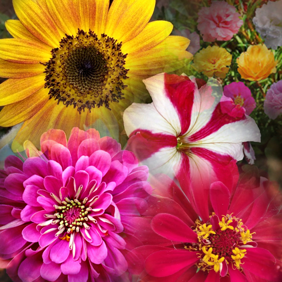 Garden Center – Green Galaxy PK