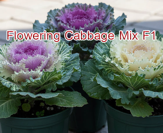 Flowering Cabbage F-1 Osaka (Mix) – Green Galaxy PK – Gardening & Seeds ...