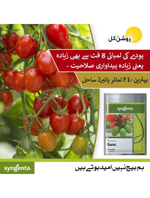 Tomato F-1 Sahel (Special Variety) – Green Galaxy PK – Gardening ...