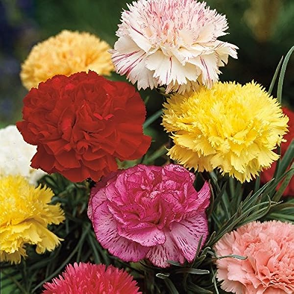 Carnation Picotee Mix – Green Galaxy PK – Gardening & Seeds Centre in ...